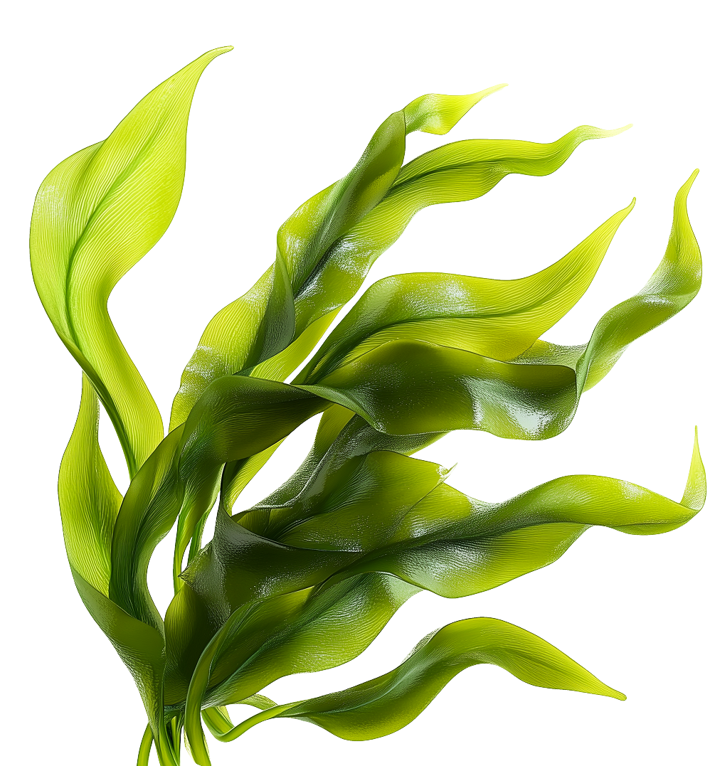 RefluxRaft | Natural Relief for Acid Reflux, GERD & LPR